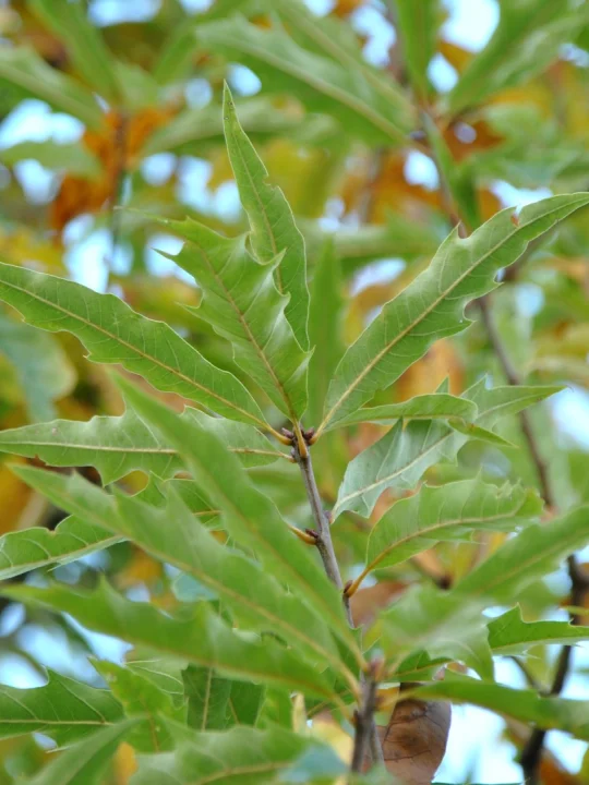 Quercus ×heterophylla | Bartram’s oak - Van den Berk Nurseries