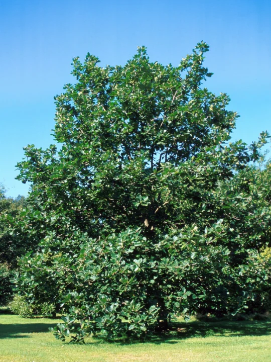 Quercus macranthera | Caucasian oak, Persian oak - Van den Berk Nurseries