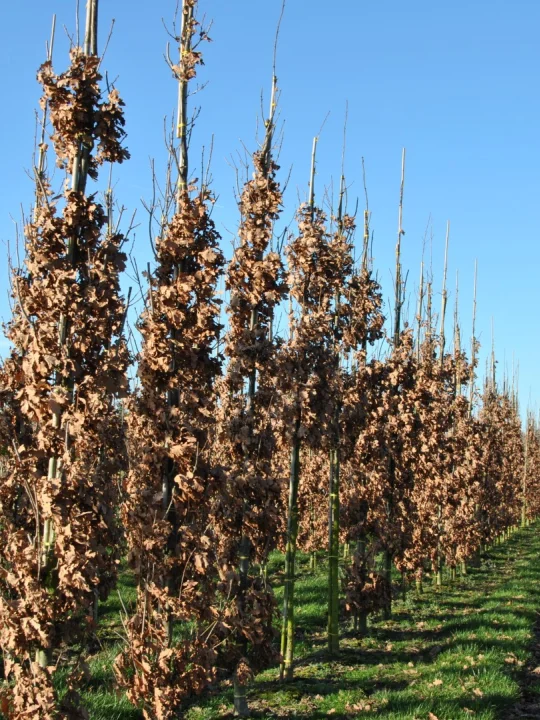 Quercus palustris GREEN PILLAR ('Pringreen') | Quercus palustris GREEN ...