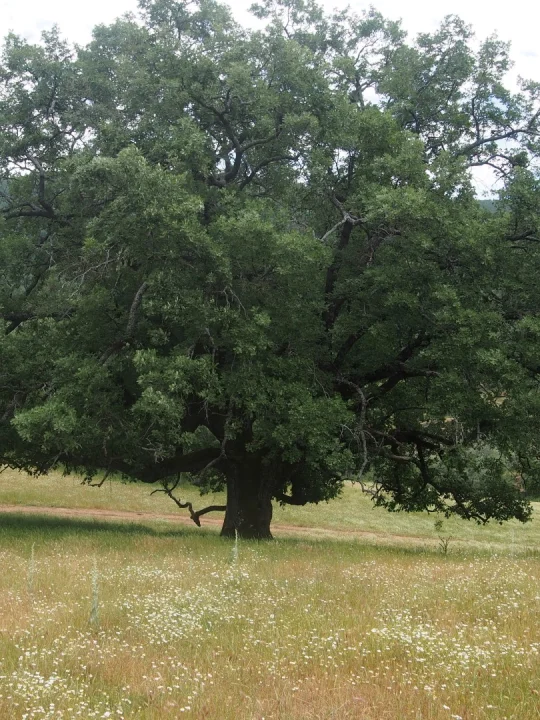 Quercus pyrenaica | Pyrenean oak - Van den Berk Nurseries