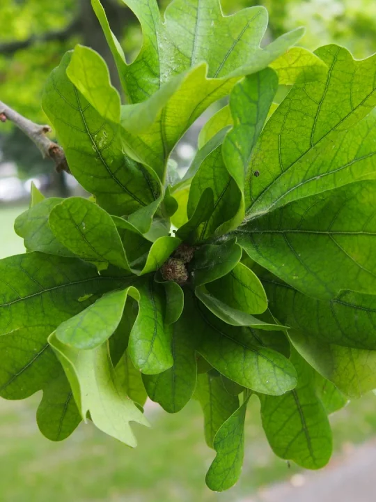 Quercus robur 'Cristata' | Quercus robur 'Cristata' - Van den Berk ...
