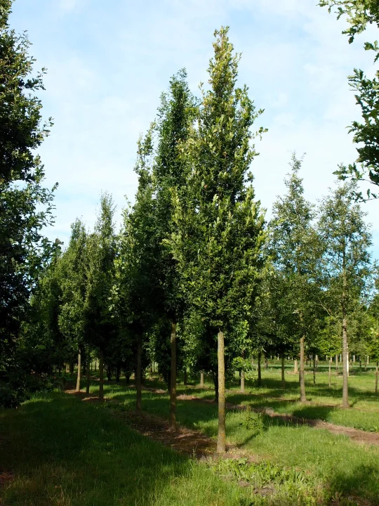 Quercus robur 'Fastigiata' | Cypress oak, Pyramid oak - Van den Berk Nurseries