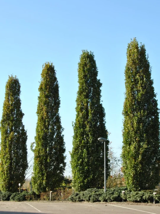 Quercus robur 'Fastigiate Koster' | Cypress oak, Pyramid oak - Van den Berk Nurseries