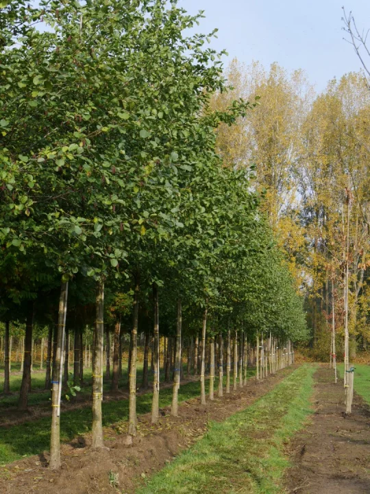 Alnus glutinosa | Common alder - Van den Berk Nurseries