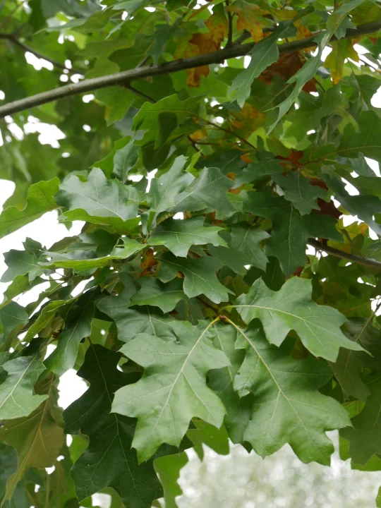 Quercus velutina | Black oak, Yellow bark oak, Quercitron oak - Van den ...