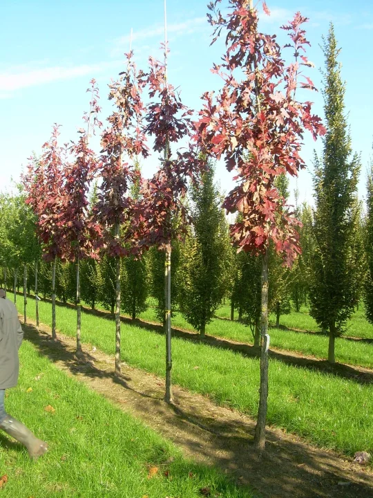 Quercus velutina 'Rubrifolia' | Quercus velutina 'Rubrifolia' - Van den ...