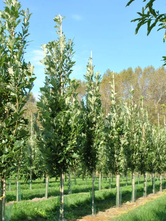 Quercus ×warei KINDRED SPIRIT ('Nadler') | Quercus ×warei KINDRED ...