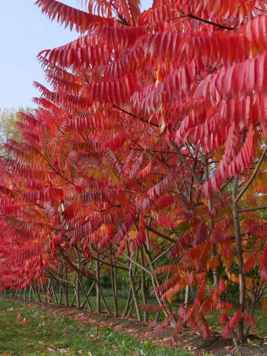 Rhus typhina | Rhus typhina - Van den Berk Nurseries