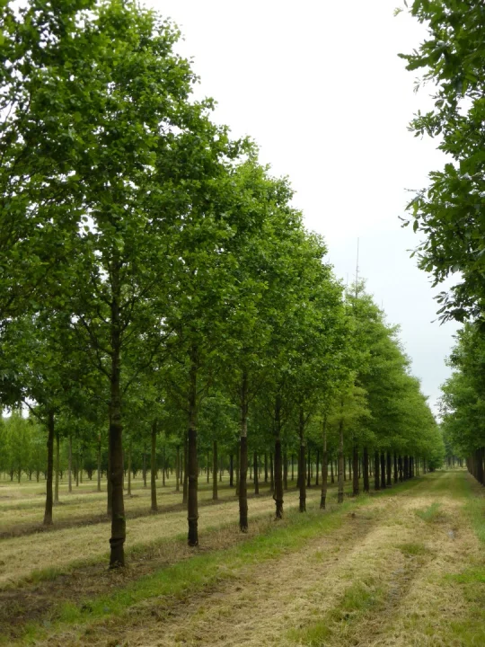 Alnus glutinosa 'Pyramidalis' | Alnus glutinosa 'Pyramidalis' - Van den ...
