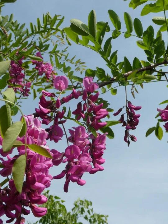 Robinia ×margaretta CASQUE ROUGE ('Pink Cascade') | Robinia ×margaretta ...