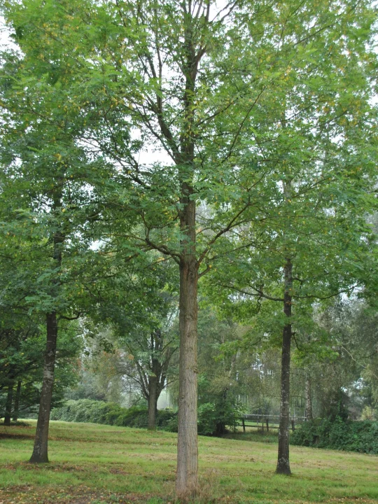 Robinia pseudoacacia 'Appalachia' | Robinia pseudoacacia 'Appalachia ...