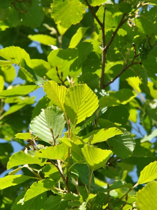 Alnus incana 'Aurea' | Golden alder - Van den Berk Nurseries