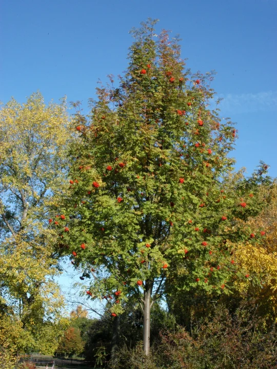 Sorbus aucuparia | Mountain ash, Rowan - Van den Berk Nurseries