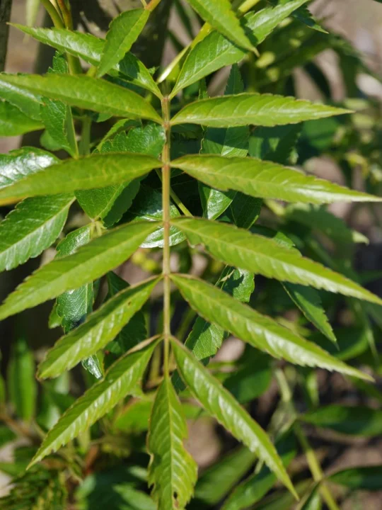 Sorbus aucuparia 'Fingerprint' | Sorbus aucuparia 'Fingerprint' - Van ...