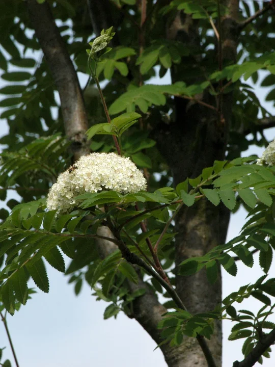Sorbus aucuparia 'Sheerwater Seedling' | Sorbus aucuparia 'Sheerwater ...