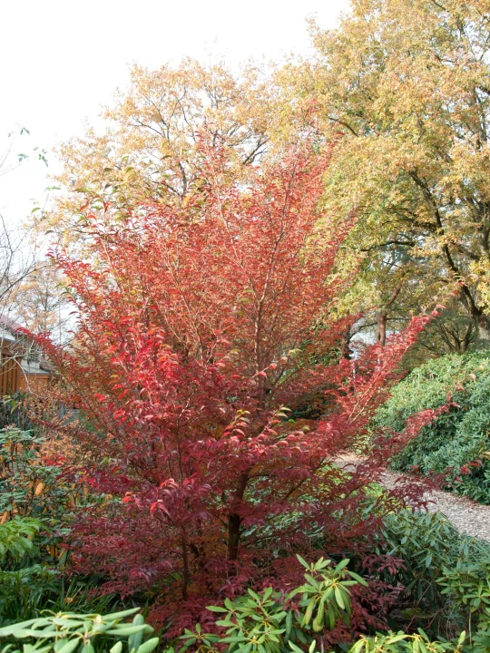 Stewartia pseudocamellia | Japanese Stewartia - Van den Berk Nurseries