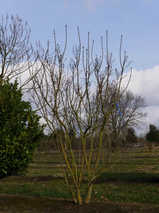 Syringa vulgaris | Syringa vulgaris - Van den Berk Nurseries