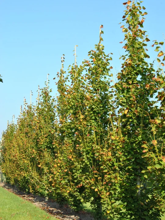 Tilia platyphyllos 'Pyramidalis Aurea' | Tilia platyphyllos ...