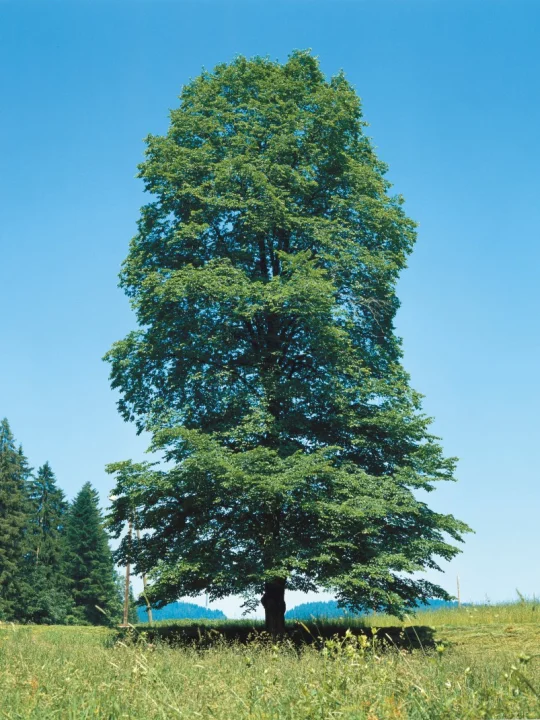 Ulmus glabra | Mountain elm, Wych elm, Scotch elm - Van den Berk Nurseries