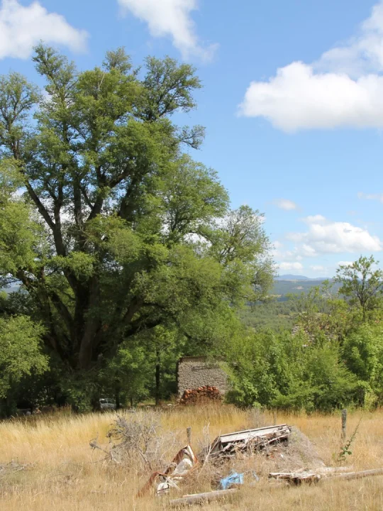 Ulmus minor | European field elm, Smooth-leaved elm - Van den Berk ...