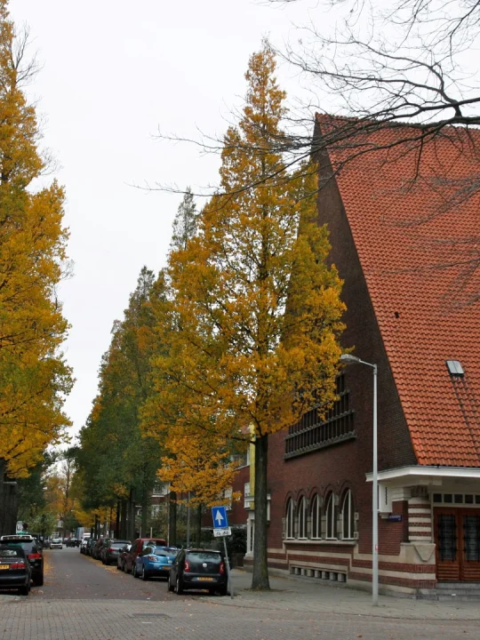 Ulmus minor 'Sarniensis' | Ulmus minor 'Sarniensis' - Van den Berk ...