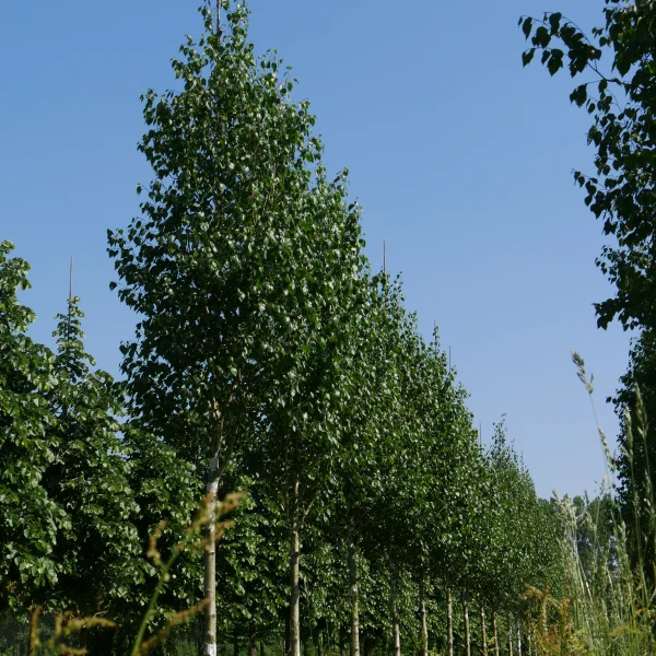 Multi-stem trees