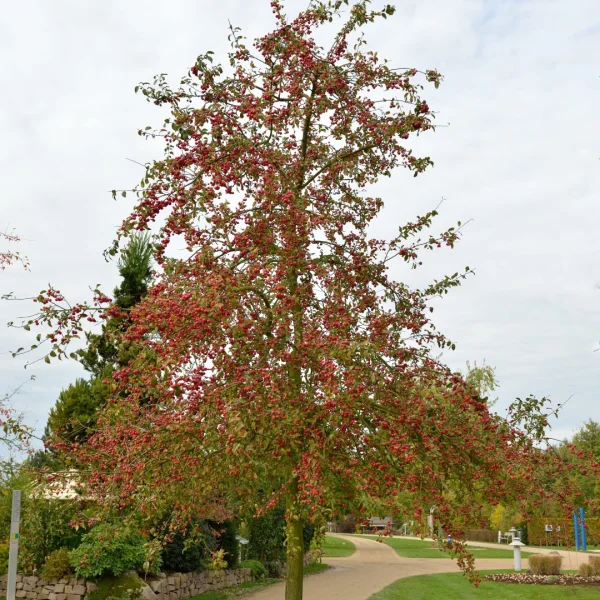 Malus 'Evereste' | Flowering Crab - Van den Berk Nurseries