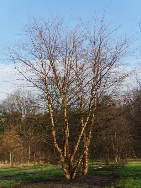 Betula nigra | Red birch, River birch - Van den Berk Nurseries