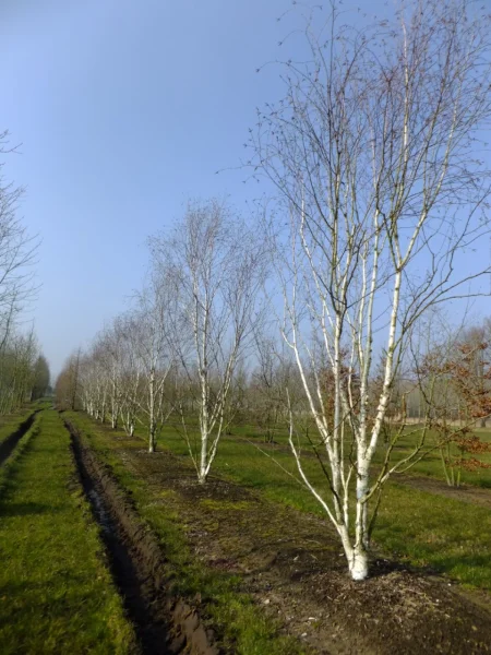 Betula utilis var. jacquemontii | White-barked Himalayan birch - Van ...