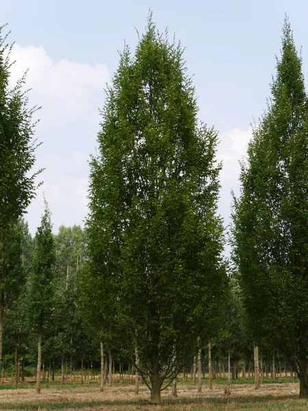 Carpinus betulus 'Fastigiata' | Carpinus betulus 'Fastigiata' - Van den ...