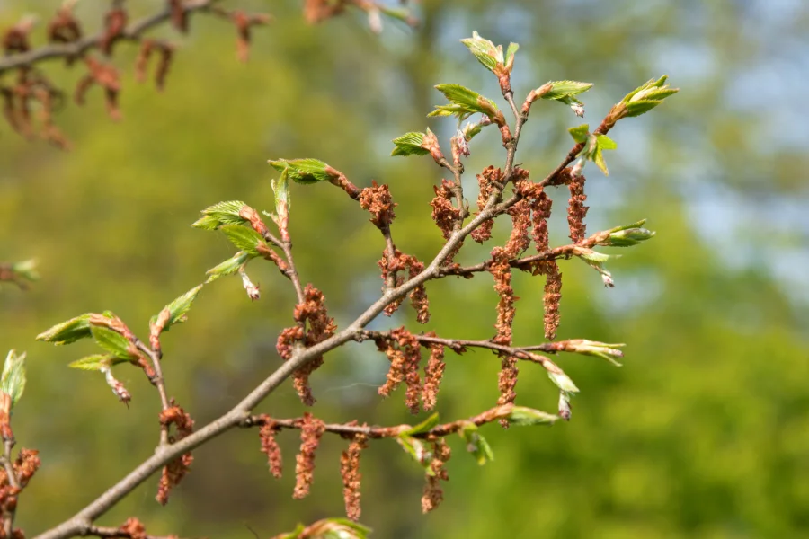 Carpinus coreana | Carpinus coreana - Van den Berk Nurseries