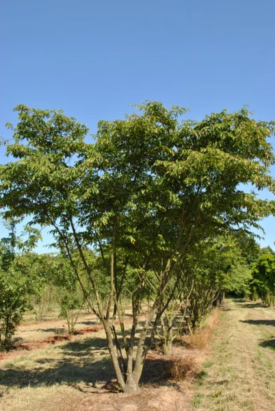 Carpinus japonica | Japanese Hornbeam - Van den Berk Nurseries
