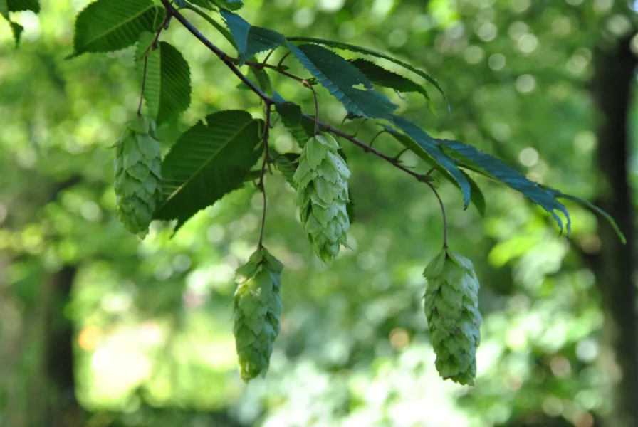 Carpinus japonica | Japanese Hornbeam - Van den Berk Nurseries