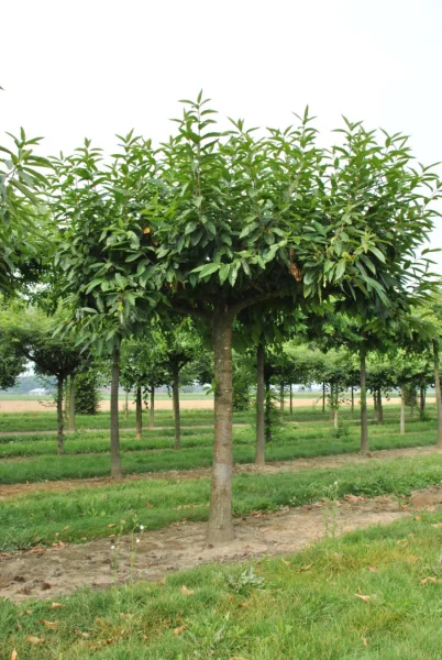 Castanea sativa | Sweet chestnut, Spanish chestnut - Van den Berk Nurseries
