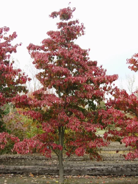 Cornus florida CHEROKEE SUNSET ('Sunset') | Cornus florida CHEROKEE ...