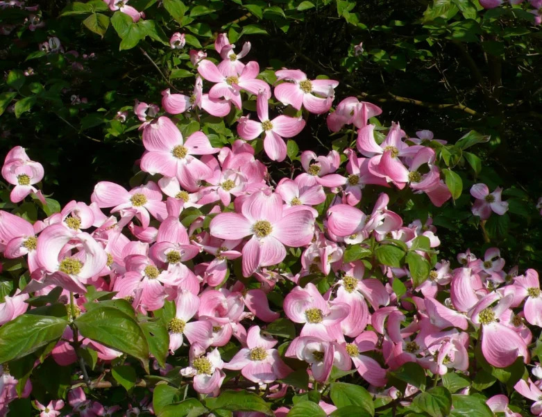 Cornus florida 'Sweetwater' | Cornus florida 'Sweetwater' - Van den ...