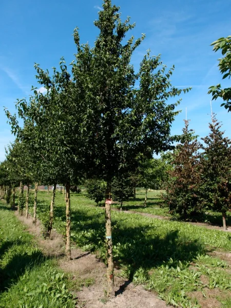 Cornus officinalis | Japanese cornel dogwood - Van den Berk Nurseries