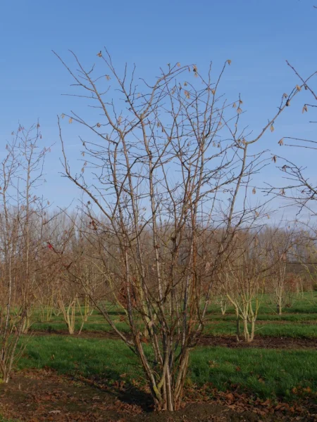 Corylus avellana | Common hazel - Van den Berk Nurseries