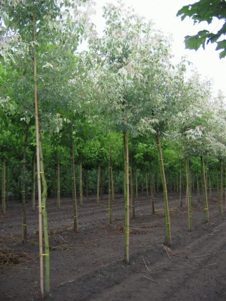 acer negundo 'flamingo