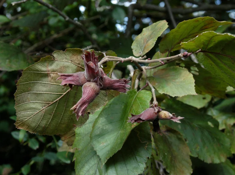 Corylus maxima 'Purpurea' | Purple giant filbert - Van den Berk Nurseries