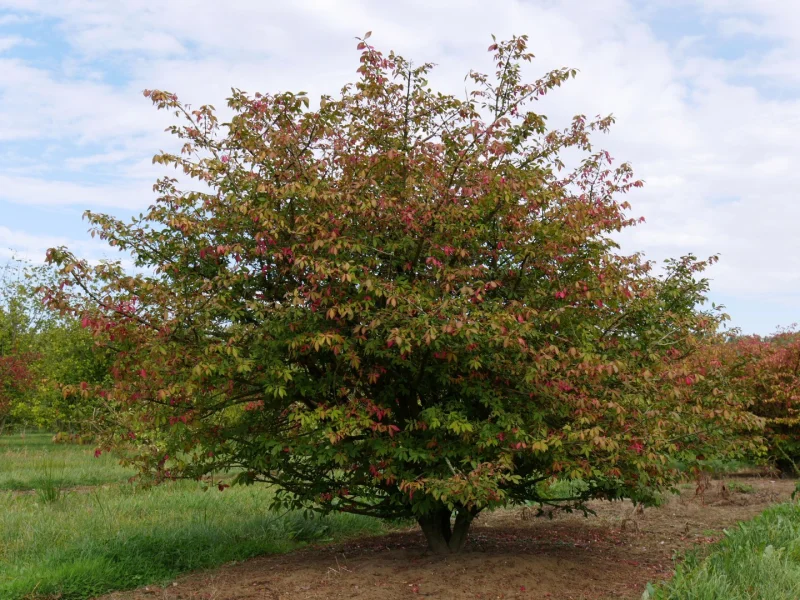 Euonymus alatus | Winged spindle - Van den Berk Nurseries