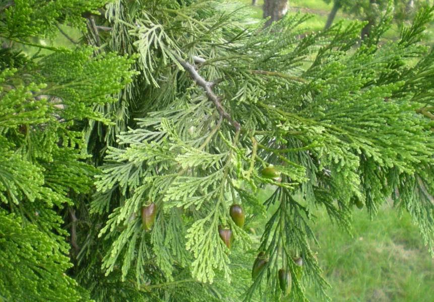 Calocedrus decurrens | Incense cedar - Van den Berk Nurseries