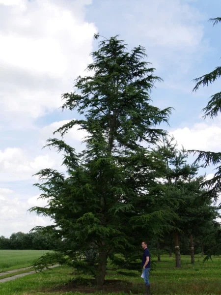 Cedrus libani | Cedar of Lebanon - Van den Berk Nurseries
