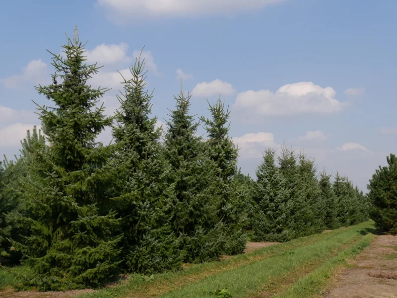 Picea omorika | Serbian spruce - Van den Berk Nurseries
