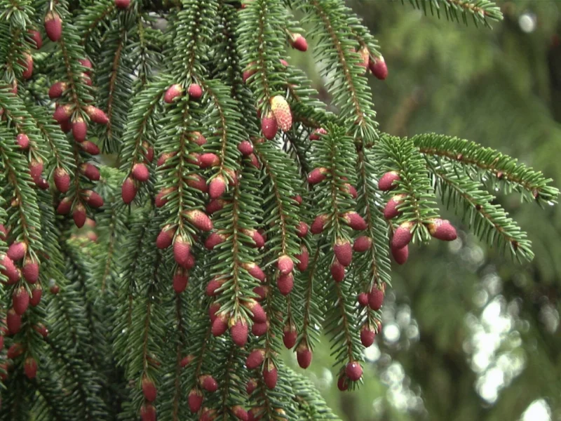 Picea orientalis | Caucasian spruce, Oriental spruce - Van den Berk ...