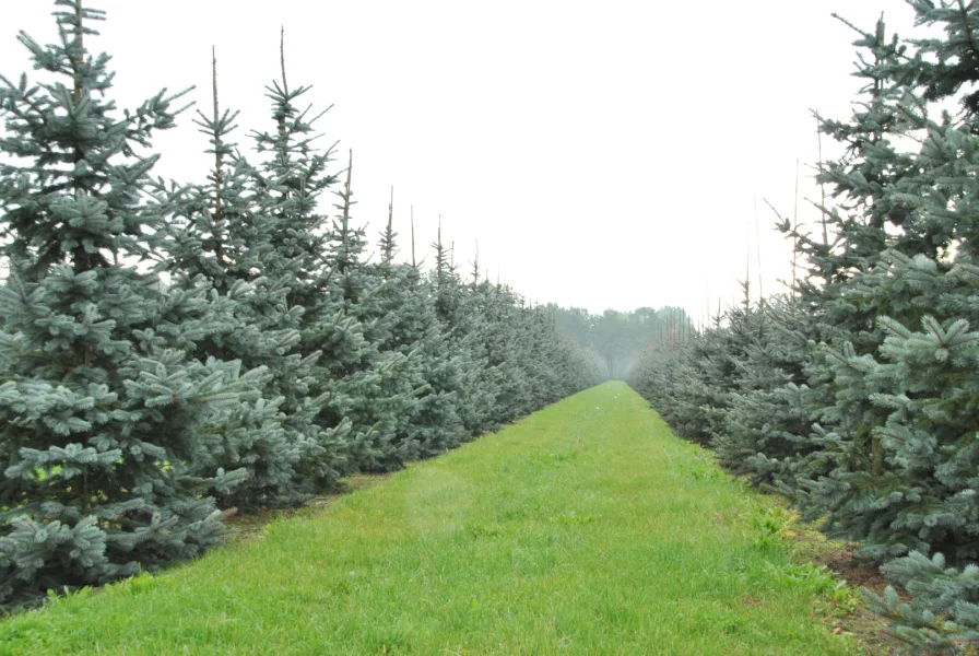 Picea pungens 'Hoopsii' | Picea pungens 'Hoopsii' - Van den Berk Nurseries