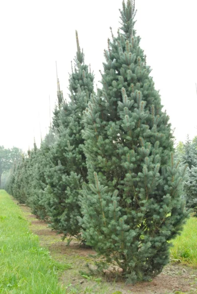 Picea pungens 'Iseli Fastigiate' | Picea pungens 'Iseli Fastigiate ...