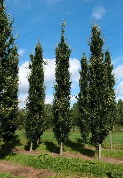 Fagus sylvatica 'Dawyck' | Dawyck beech - Van den Berk Nurseries