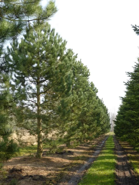 Pinus nigra subsp. nigra | Austrian pine, Black pine - Van den Berk ...
