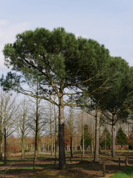 Pinus pinea | Umbrella pine, Stone pine - Van den Berk Nurseries